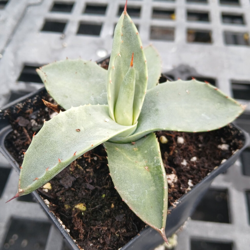 Agave parryi var. couesii (Coues Agave) - Cavano’s Perennials