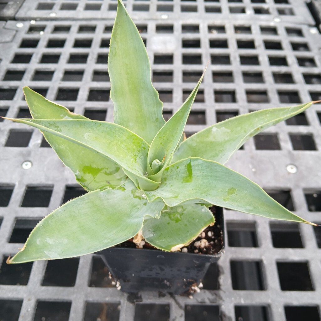 Agave vilmoriniana (Octopus Agave) - Cavano’s Perennials