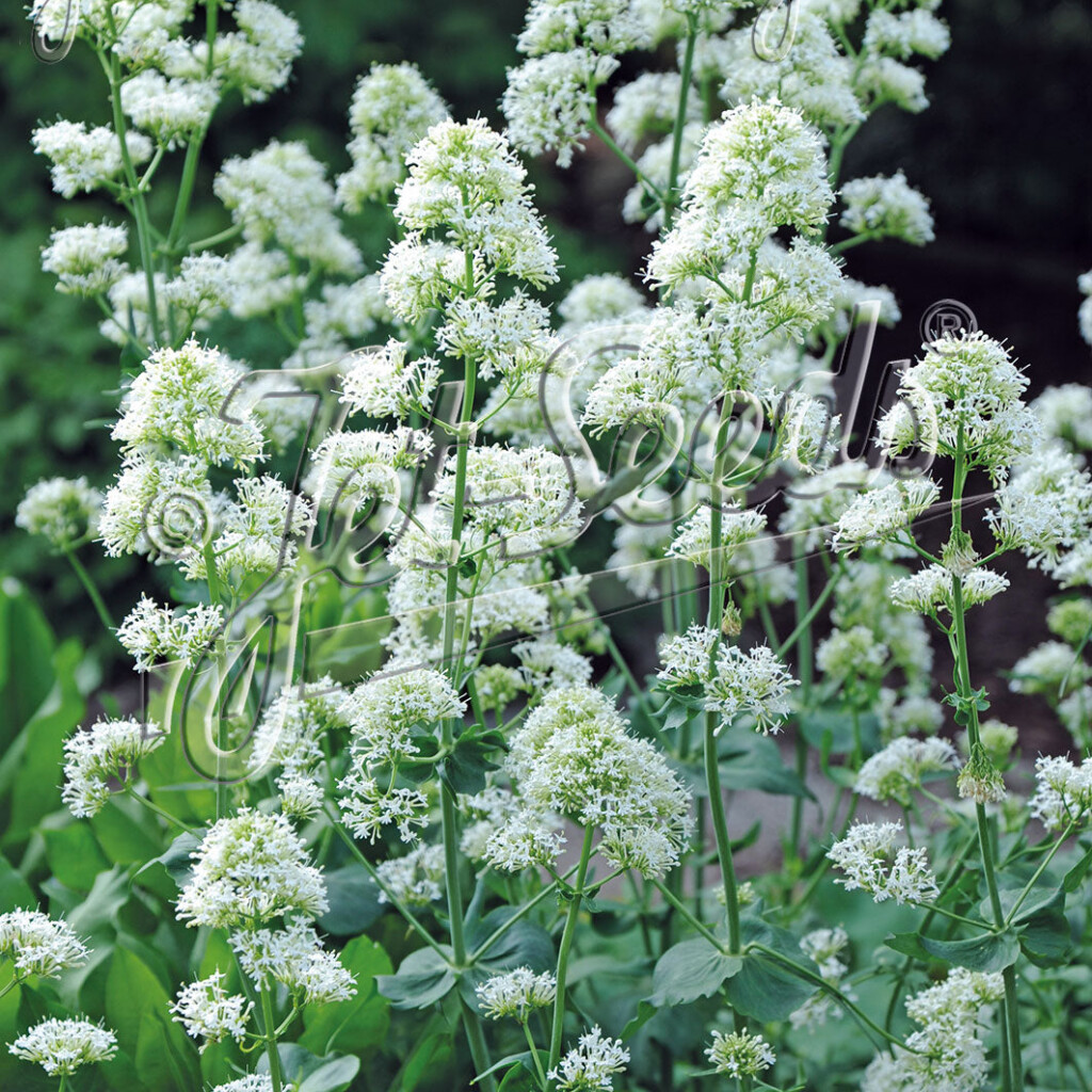 Centranthus ruber Snow Cloud (Red Valerian) - Cavano’s Perennials