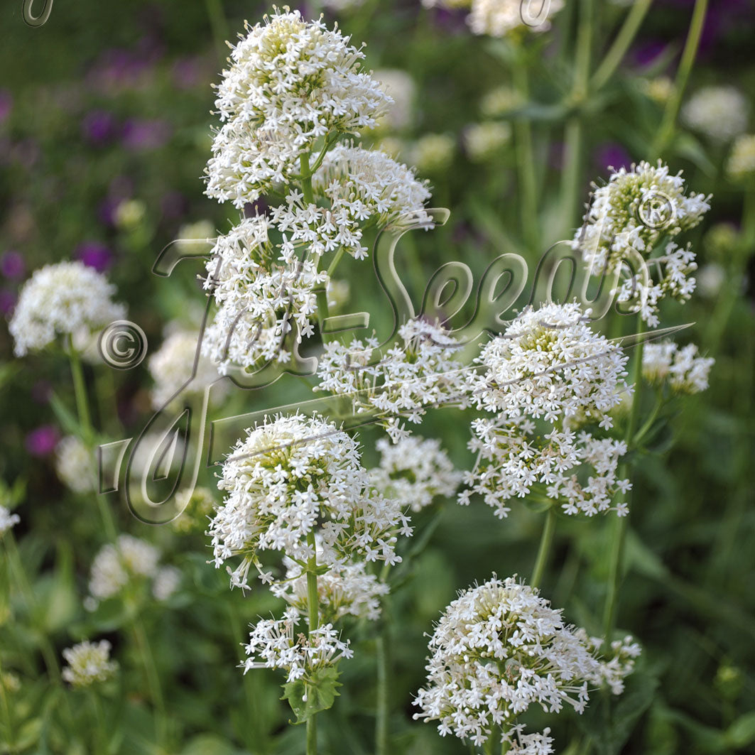 Centranthus ruber Snow Cloud (Red Valerian) - Cavano’s Perennials