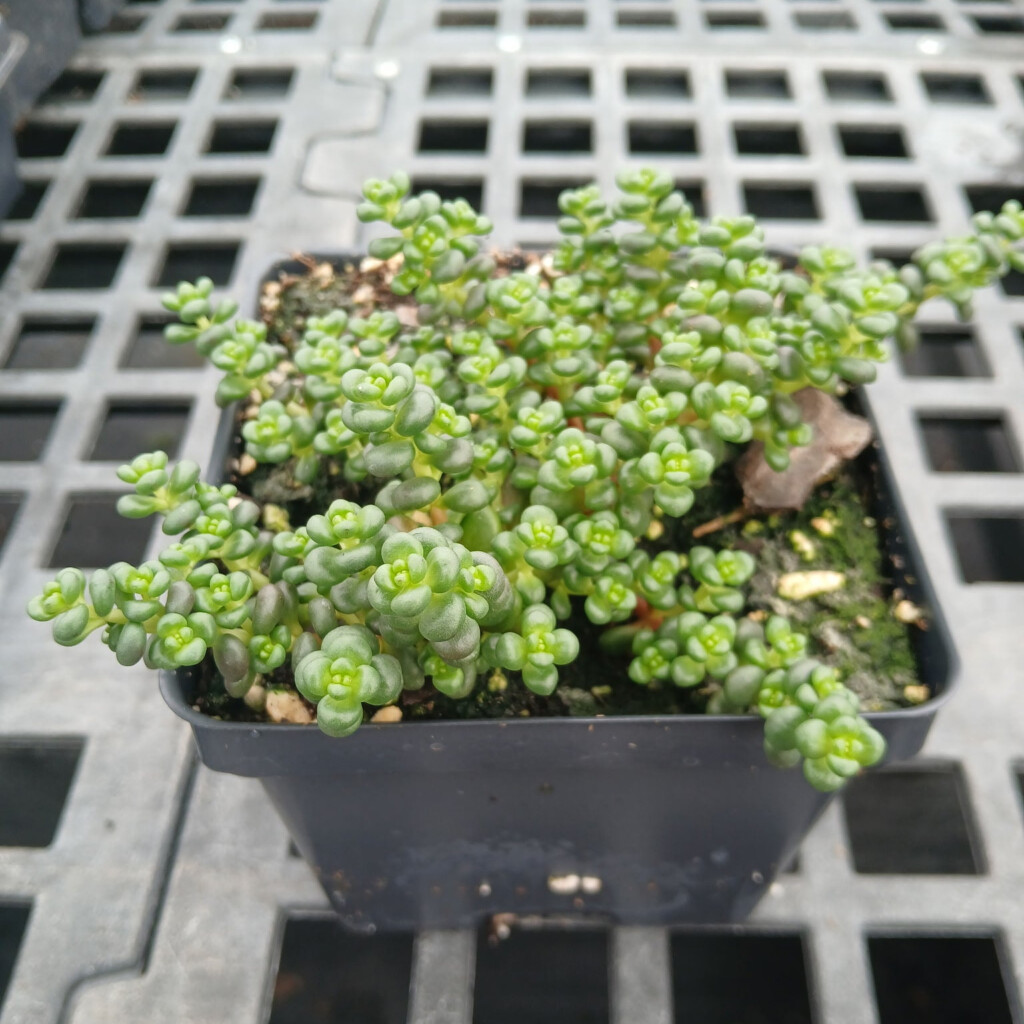 Sedum globosum Old Man Bones (Stonecrop) - Cavano’s Perennials