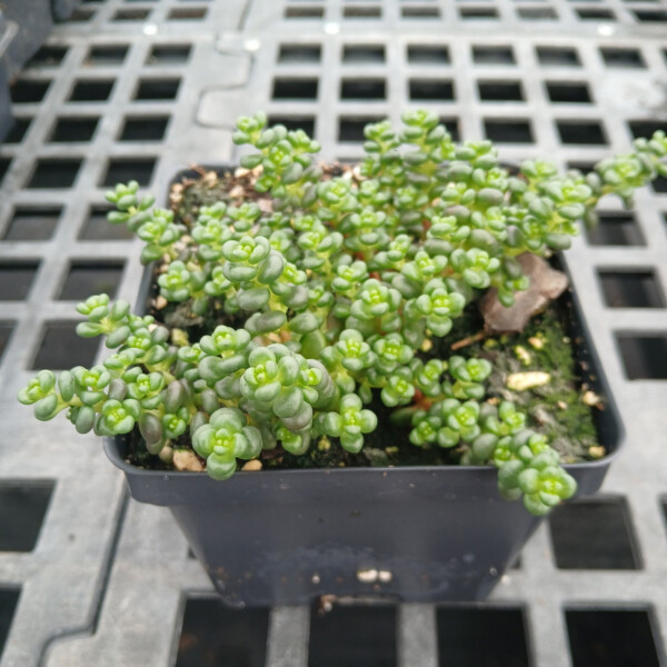 Sedum globosum Old Man Bones (Stonecrop) - Cavano’s Perennials