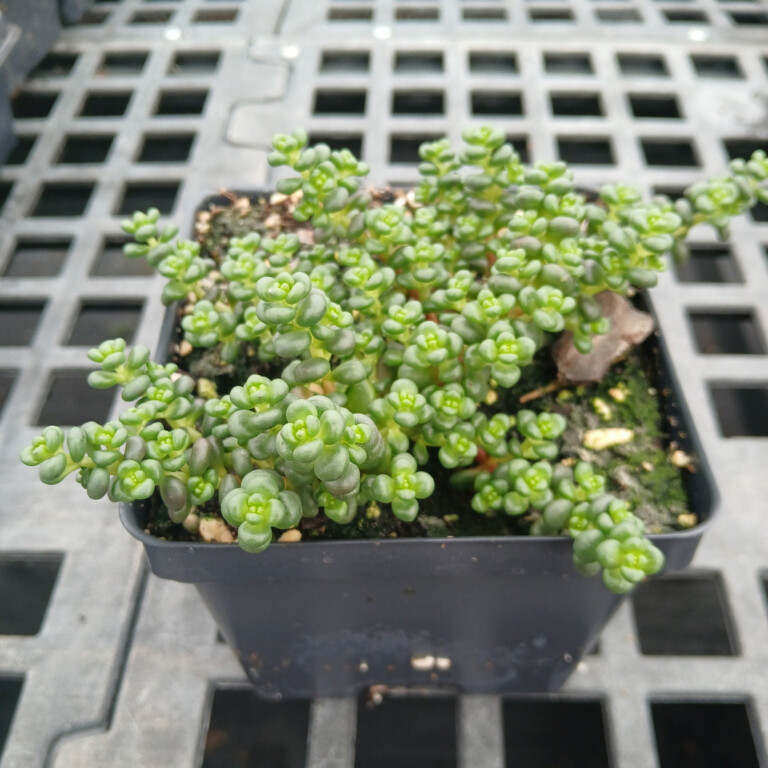 Sedum globosum Old Man Bones (Stonecrop) - Cavano’s Perennials