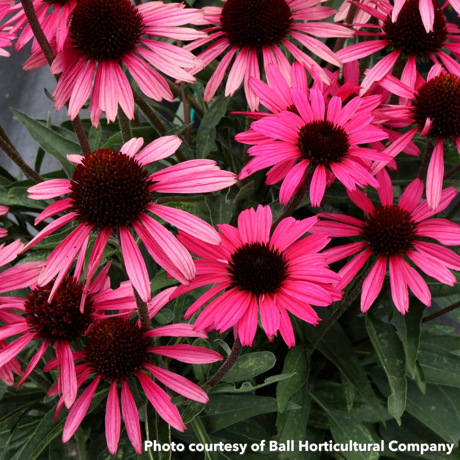Echinacea Dark Shadows Wicked (Coneflowers) - Cavano’s Perennials