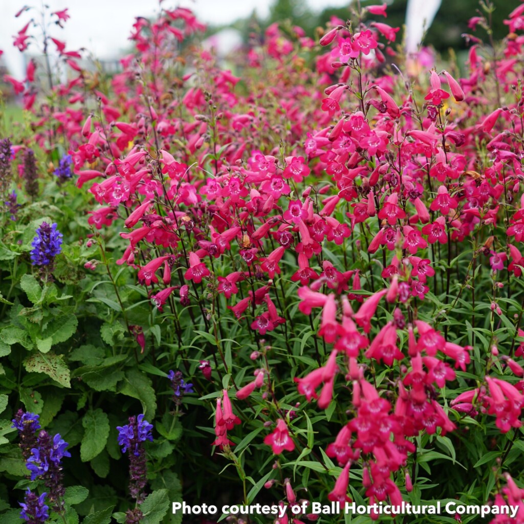 Penstemon x MissionBells Deep Rose (Beard Tongue) - Cavano’s Perennials