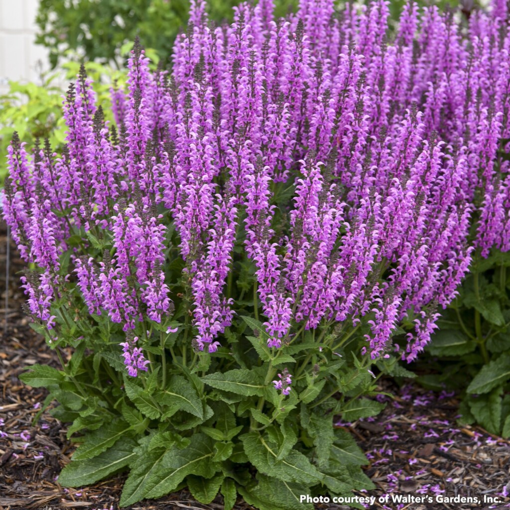 Salvia x nemorosa Color Spires Back to the Fuchsia (Sage) - Cavano’s ...