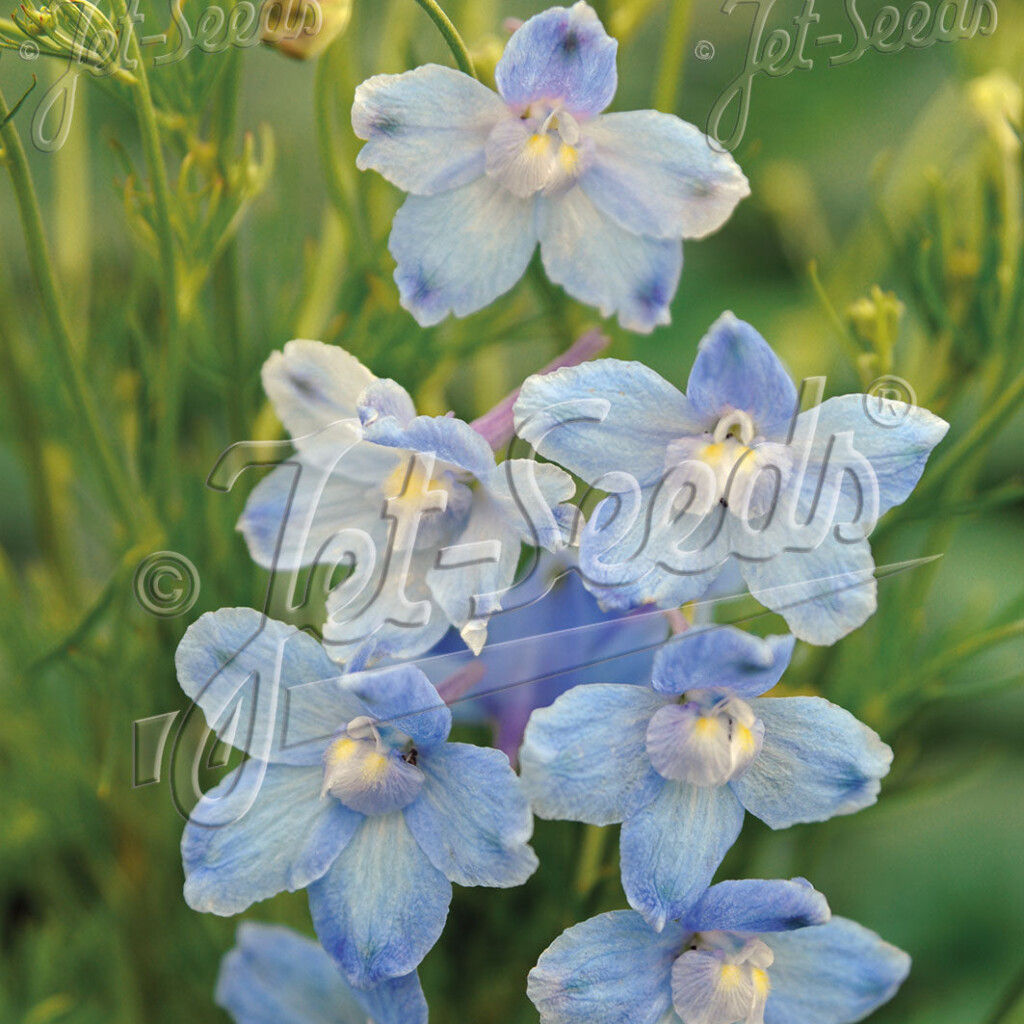 Delphinium grandiflorum Light Blue Butterfly - Cavano’s Perennials