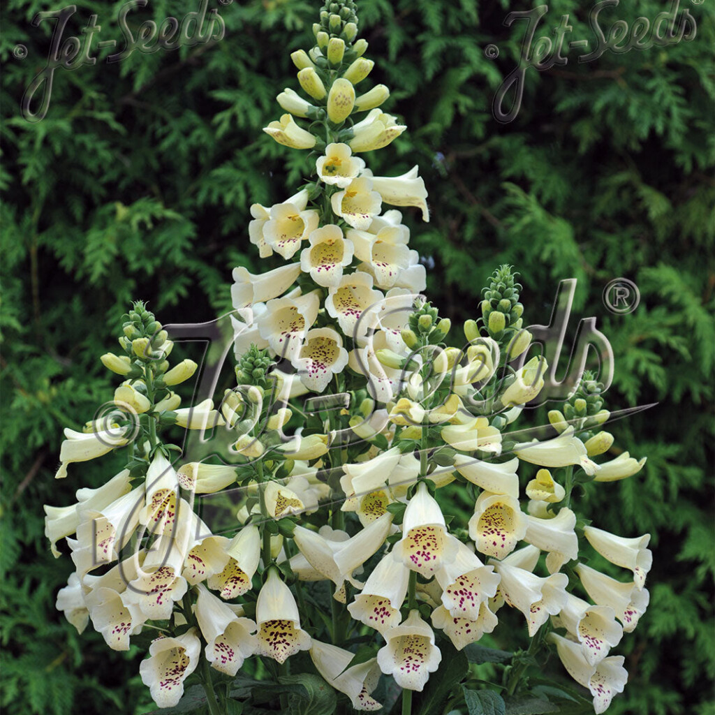 Digitalis purpurea Foxybee Cream - Cavano’s Perennials
