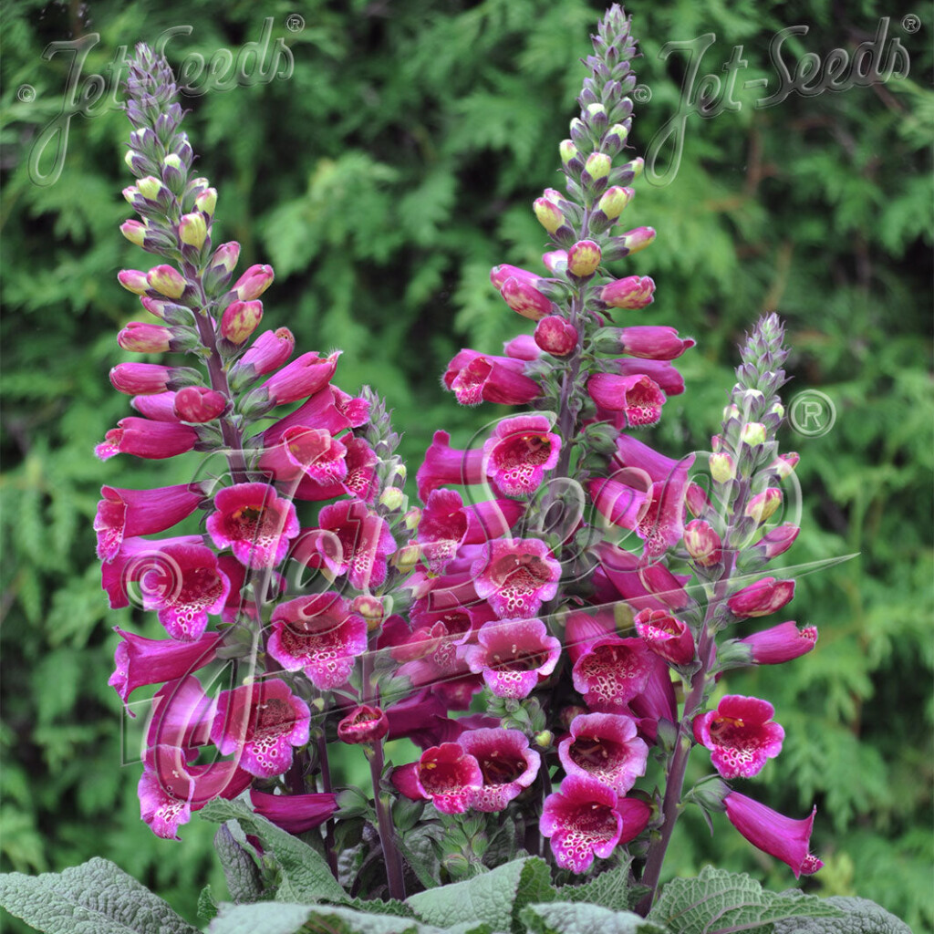 Digitalis purpurea Foxybee Dark Red - Cavano’s Perennials