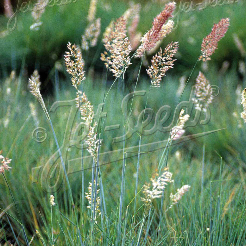 Melinis Savannah (Savannah Ruby Grass) - Cavano’s Perennials